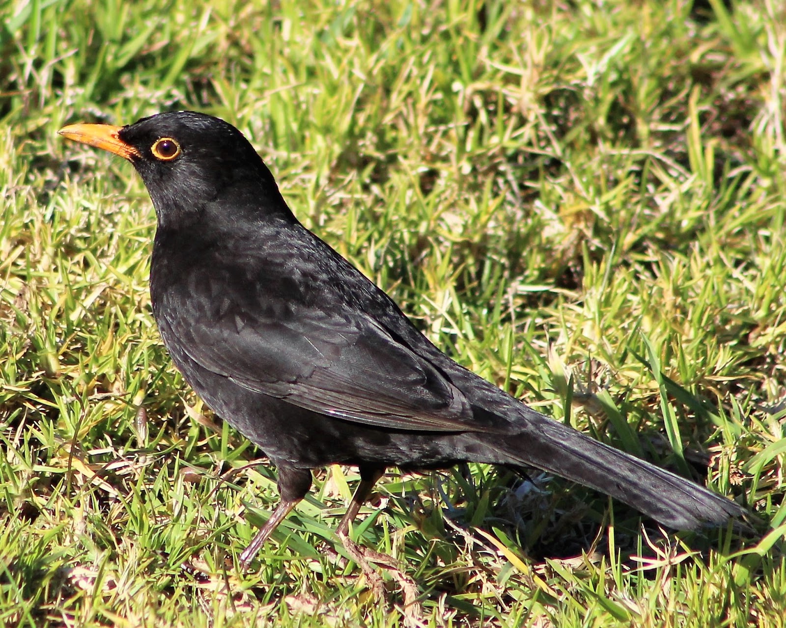 Imagens da vida animal: Melro-preto (Turdus merula) (macho)