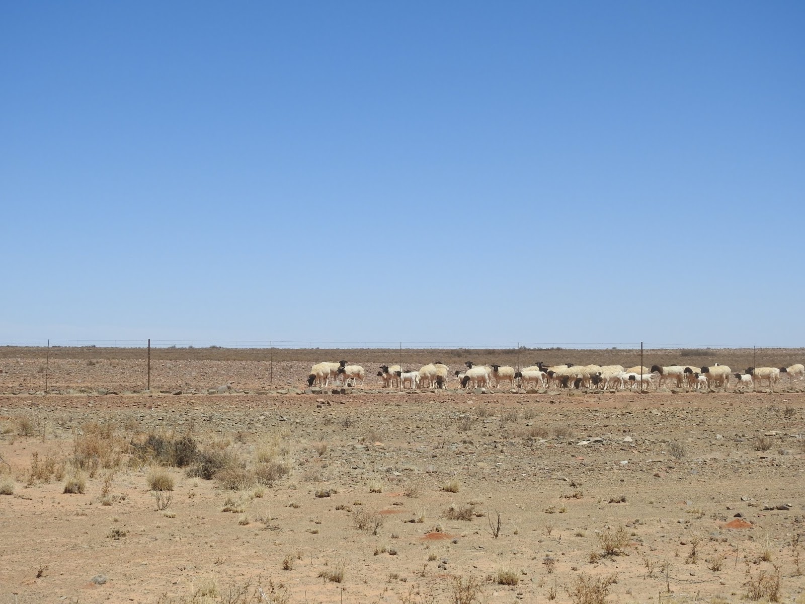 A day in the life: My Kalahari Adventure #1