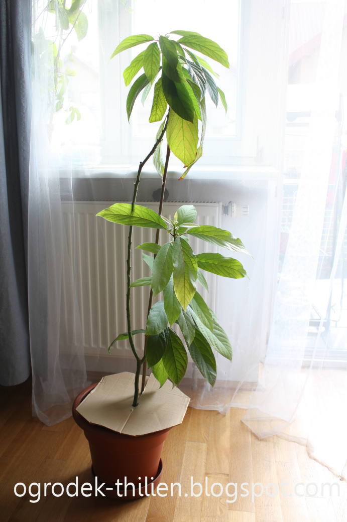 Zielona Chata: Awokado po przesadzeniu