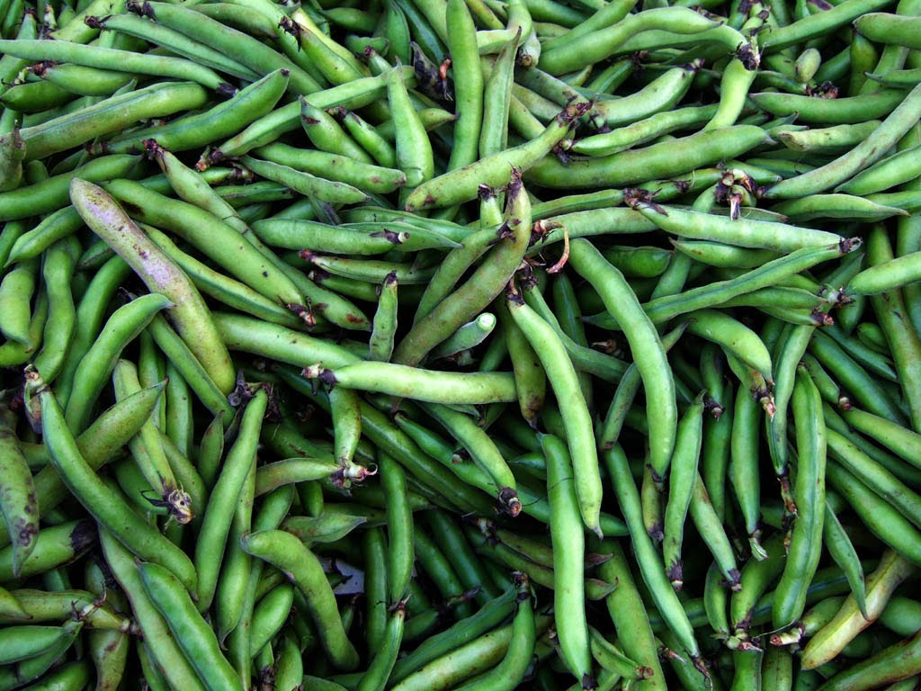 Şifalı Mucize Bitkiler: Bakla (Faba Vesca) Faydaları