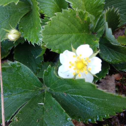 Native Florida Wildflowers: Wild Strawberry - Fragaria virginiana