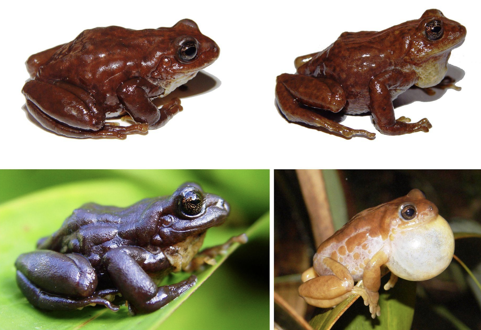 Nuevas especies demuestran la biodiversidad que albergan los páramos ...