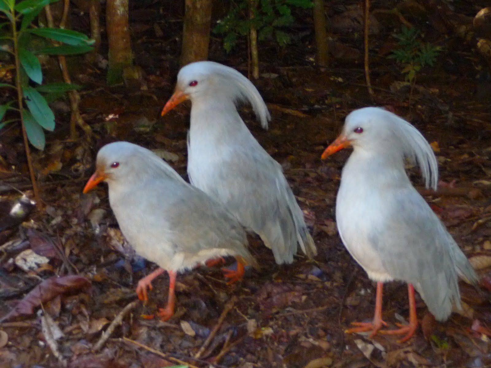 Nomade ...: Parc de la Rivière Bleue