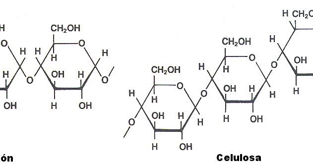 adimu.rosario@gmail.com: Polisacáridos
