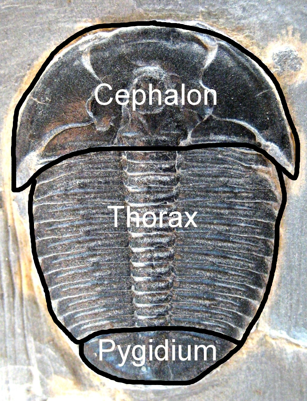 Fossils and Other Living Things: Contagion of Interests ~ A Case of ...