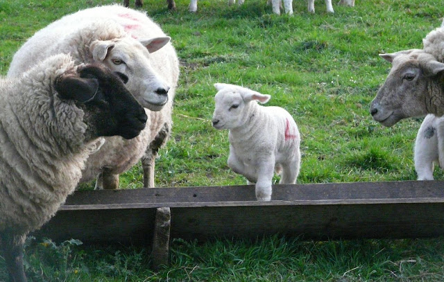 Sheep Lambing Signs