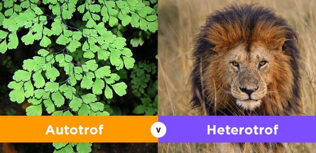 Berikut ini yang tergolong organisme heterotrof adalah.... - Primalangga