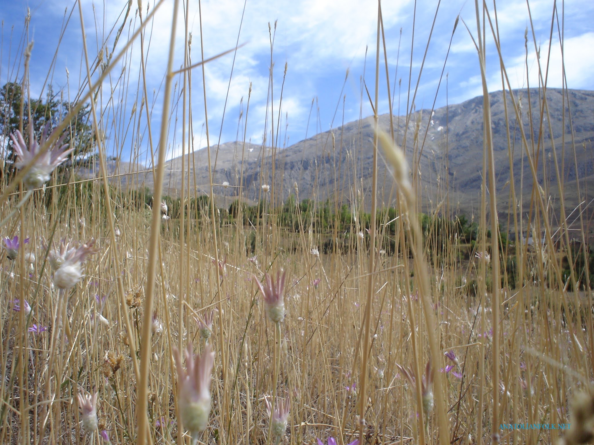 Cebrail Kalın: ANATOLİA