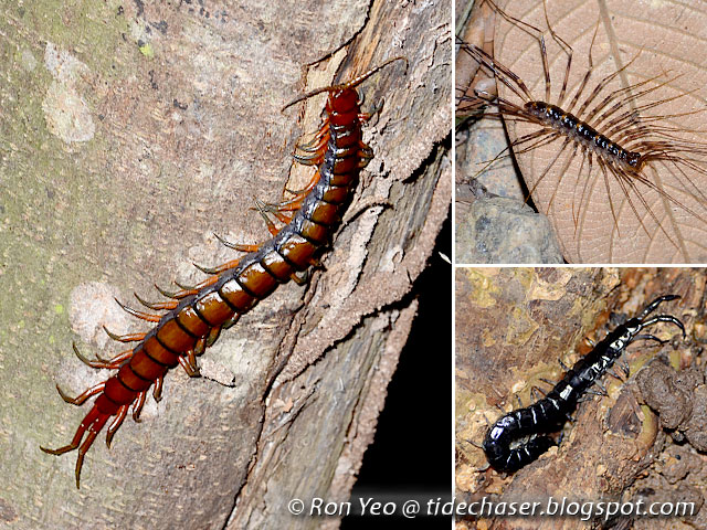 tHE tiDE cHAsER: Arthropods (Phylum Arthropoda) of Singapore