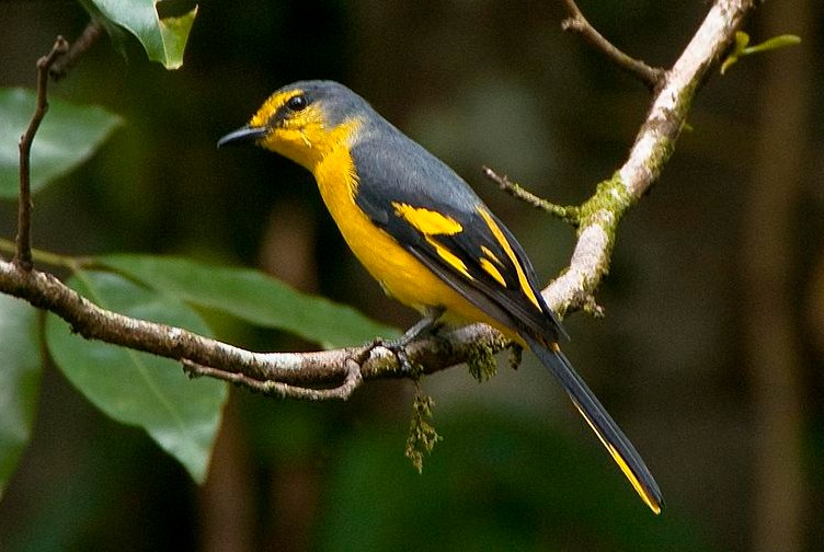 Mengenal burung sepah hutan - Cara Cepat Kicau