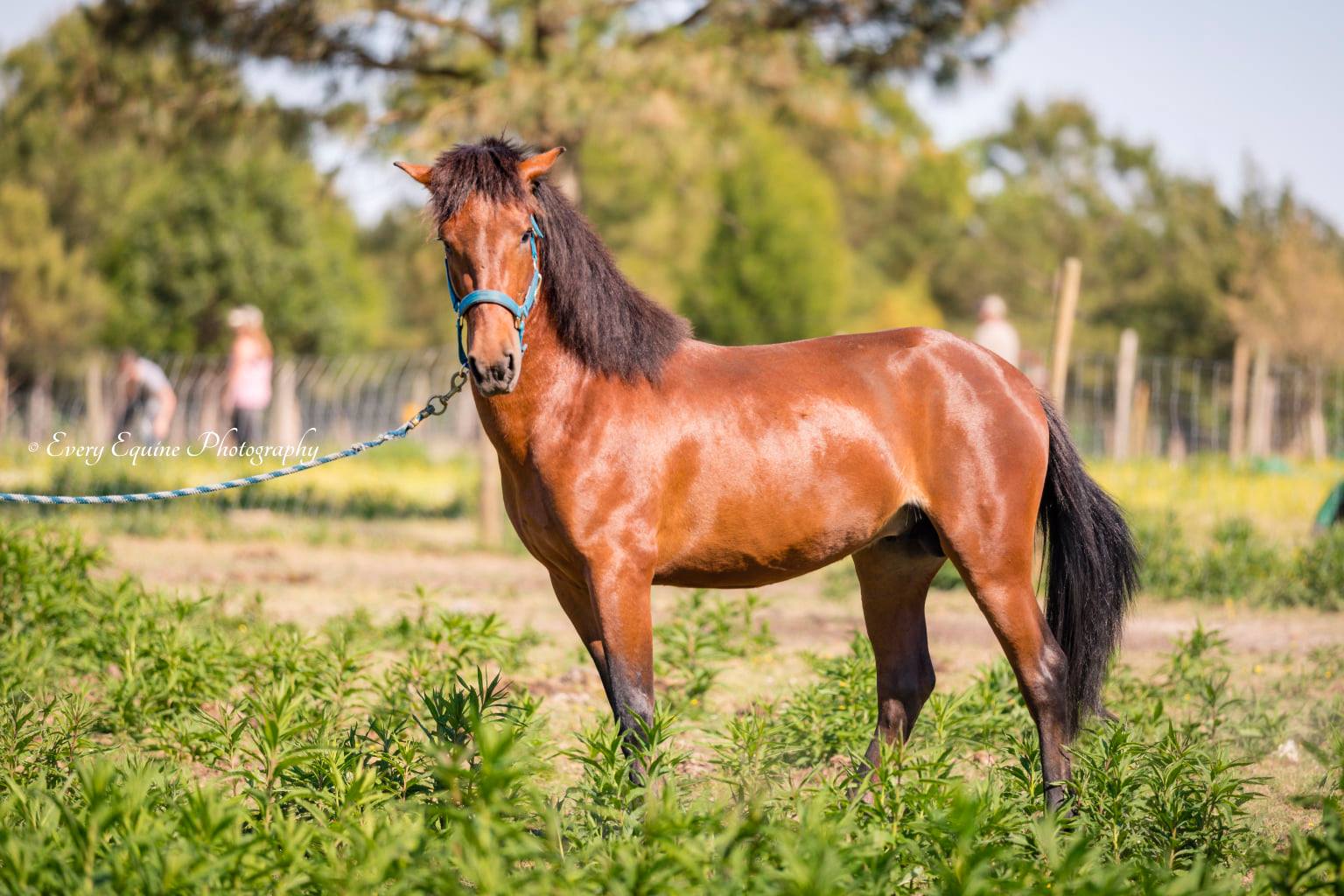 Mill Swamp Indian Horse Views: A Shackleford Summer: Preventing the ...