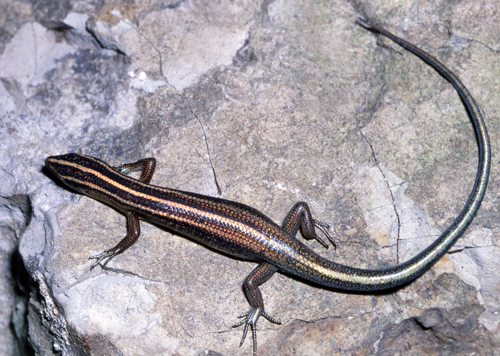 Tongan Tropical Moist Forests: Herpetofauna