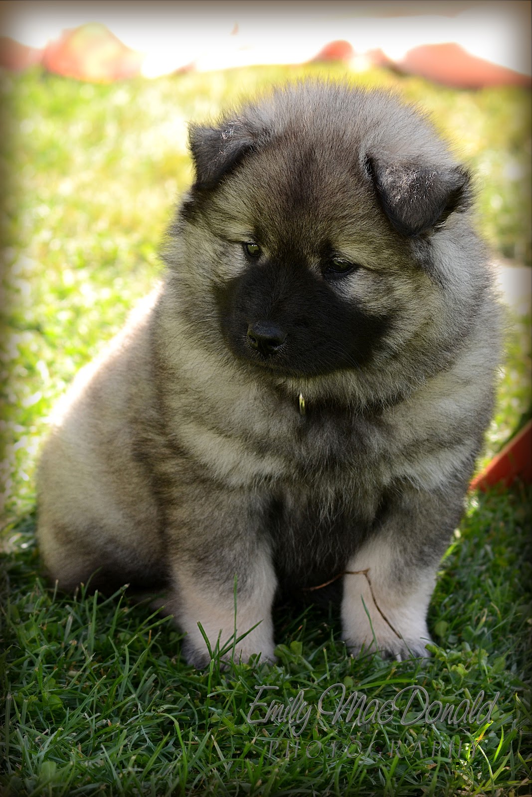 Emily's Photo Blog: Eurasier Puppies!!