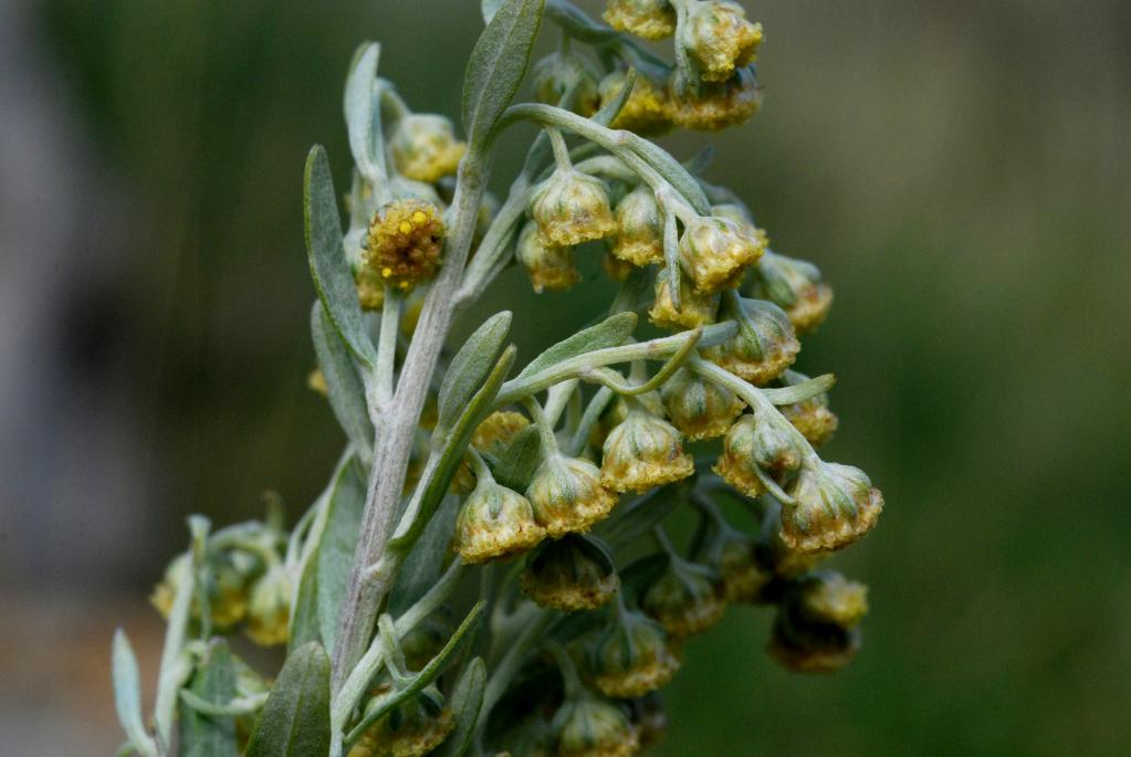 Representante® da Indústria Farmacêutica: Absinto - Substâncias Mais ...