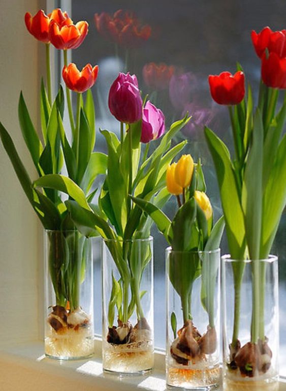 PLAAN : La Belleza Inigualable de los Tulipanes - Cada color 1 significado