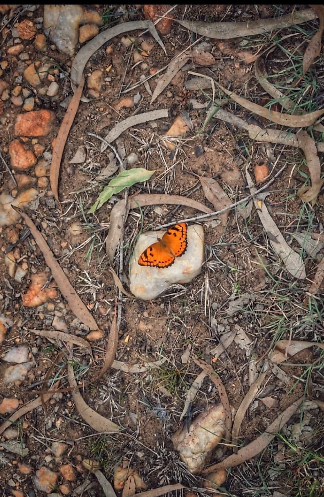 Nature Clicks Part 2