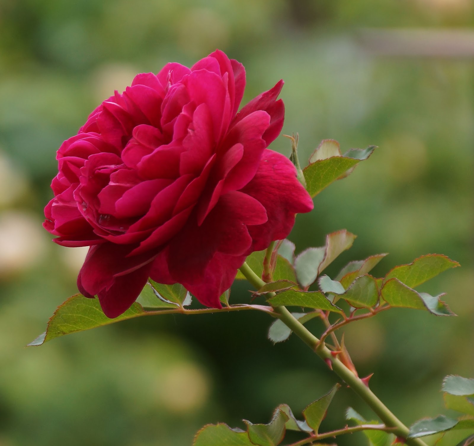 I'm Calling It: Peak Rose 2016