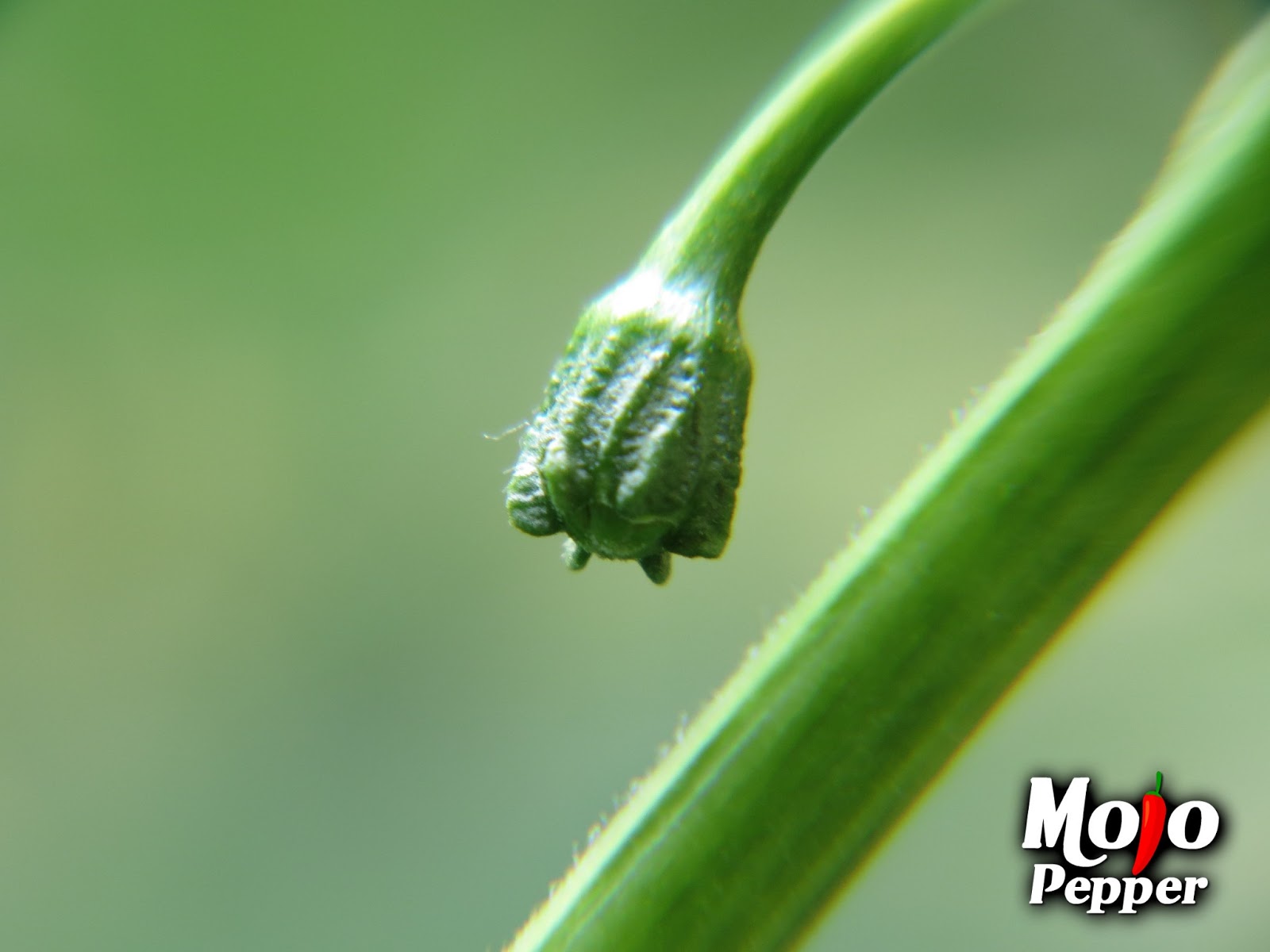 The Mojo Pepper - Just a Chili Pepper grower: Trinidad douglah, Pink ...