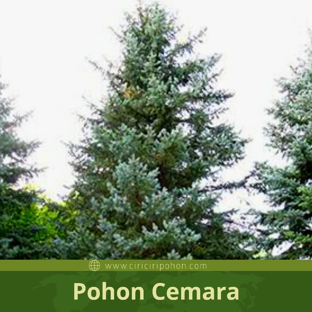 Manfaat Pohon Cemara, Mulai dari Kayu untuk Bangunan Hingga Minuman - Ciriciripohon.com