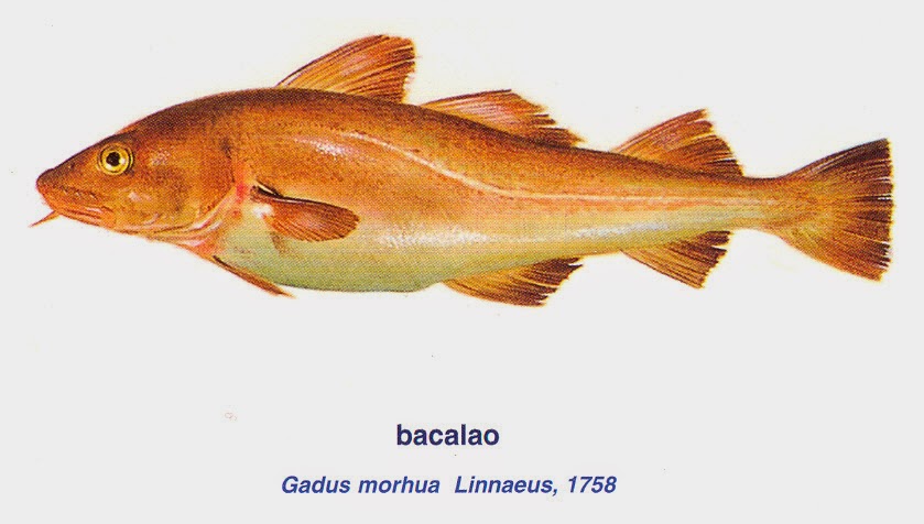 El rincón de Mundín: BACALAO: CONSEJOS Y RECOMENDACIONES
