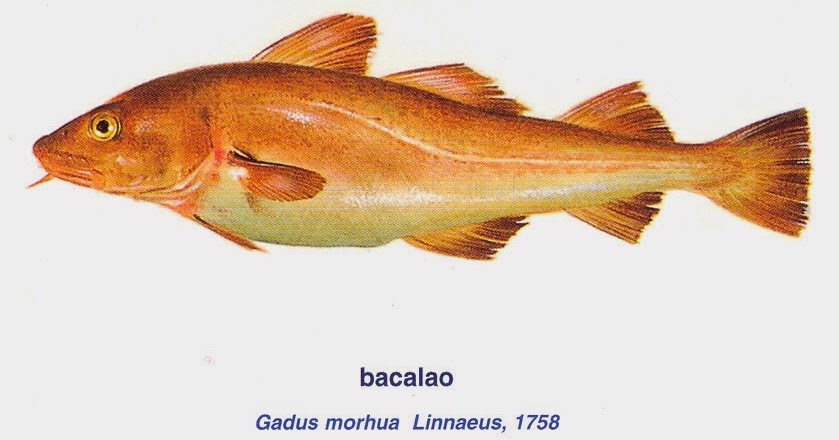 El rincón de Mundín: BACALAO: CONSEJOS Y RECOMENDACIONES
