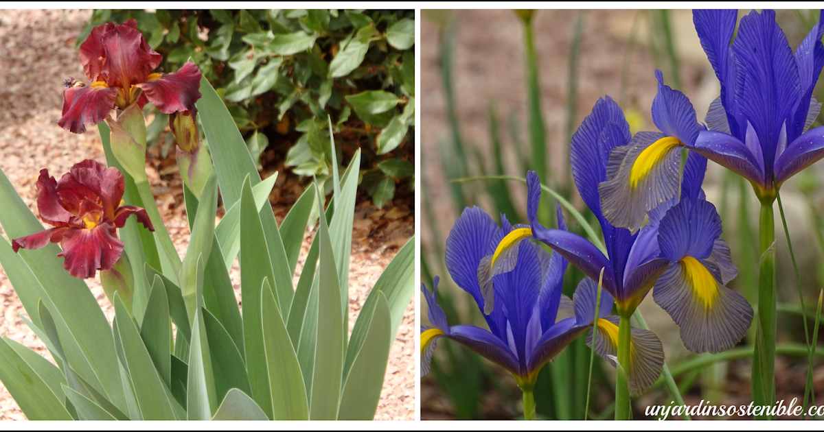 Iris germanica (Iris) - Iris xiphium (Lirio español) o ("Iris de Holanda")