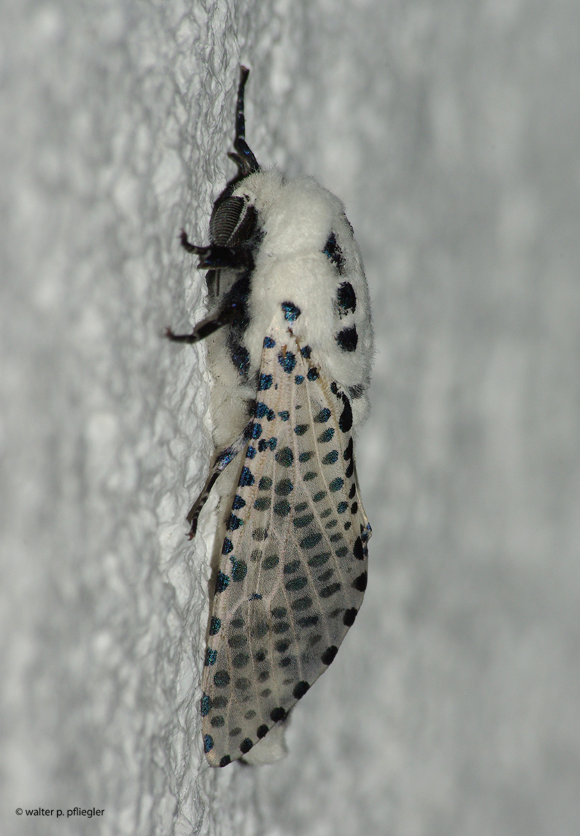 Nature photos from an Amateur Naturalist: Debrecen, Hungary (Debrecen ...