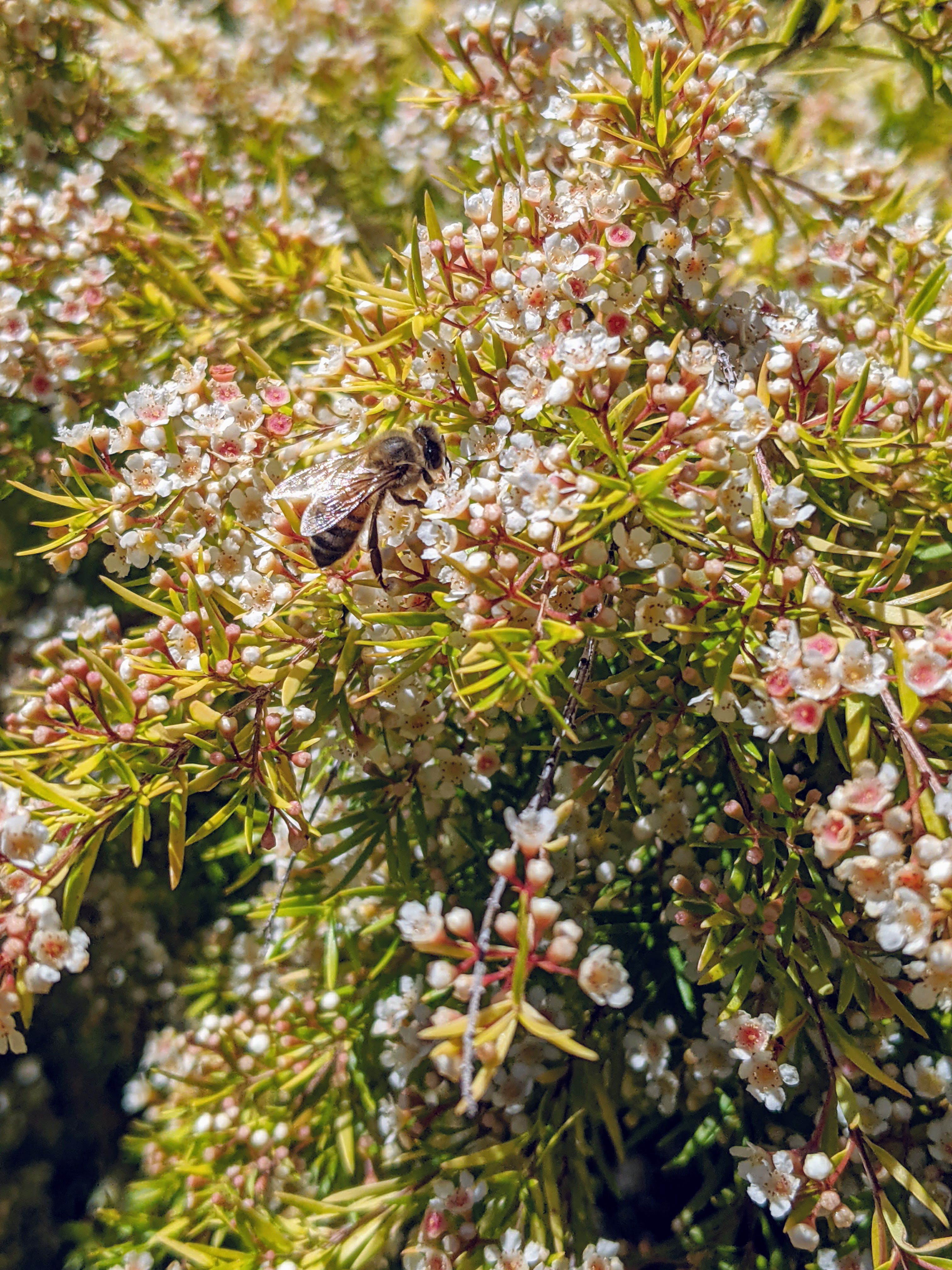 Being Gemel..........: Tadpoles....