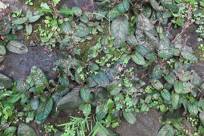 Red flame (Strobilanthes reptans)