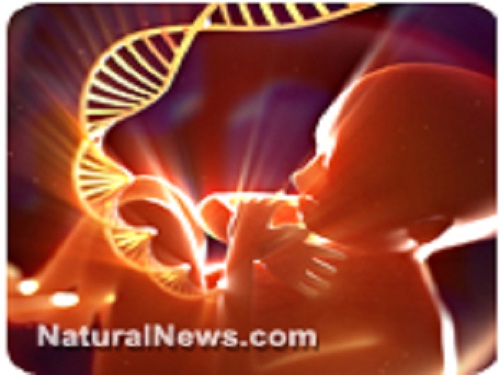 KC Phil Yglesias Blog: U.S. researchers create 30 genetically modified ...