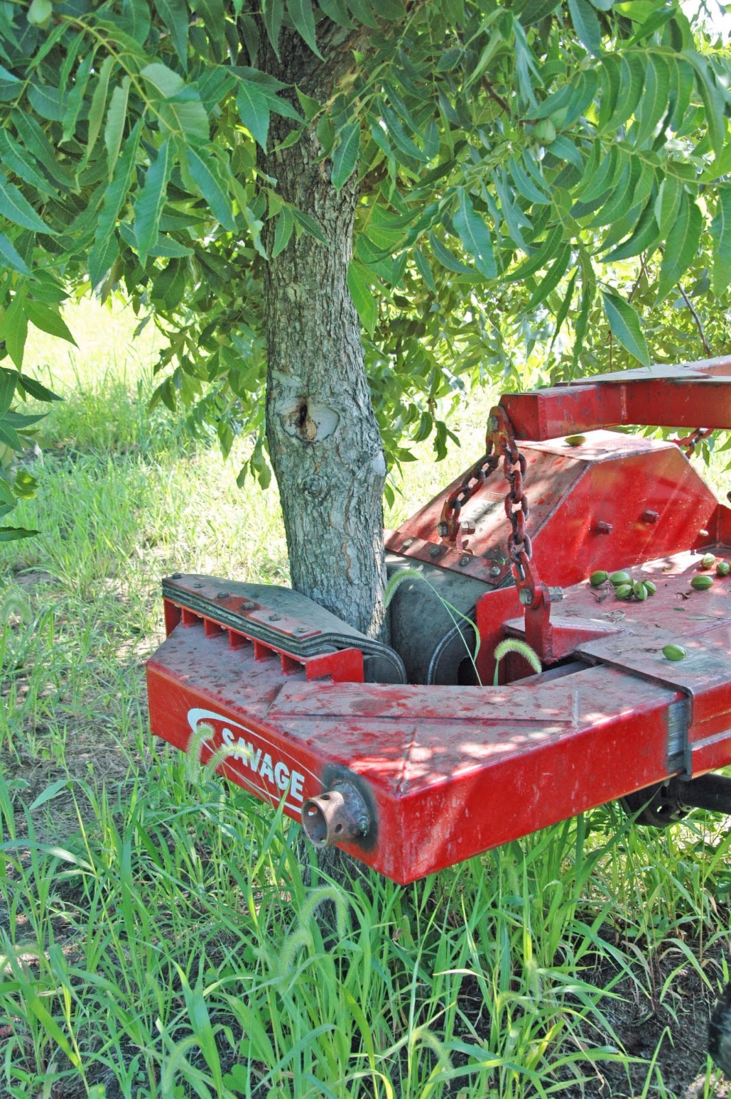 Northern Pecans: Summer shaking to reduce over-cropping