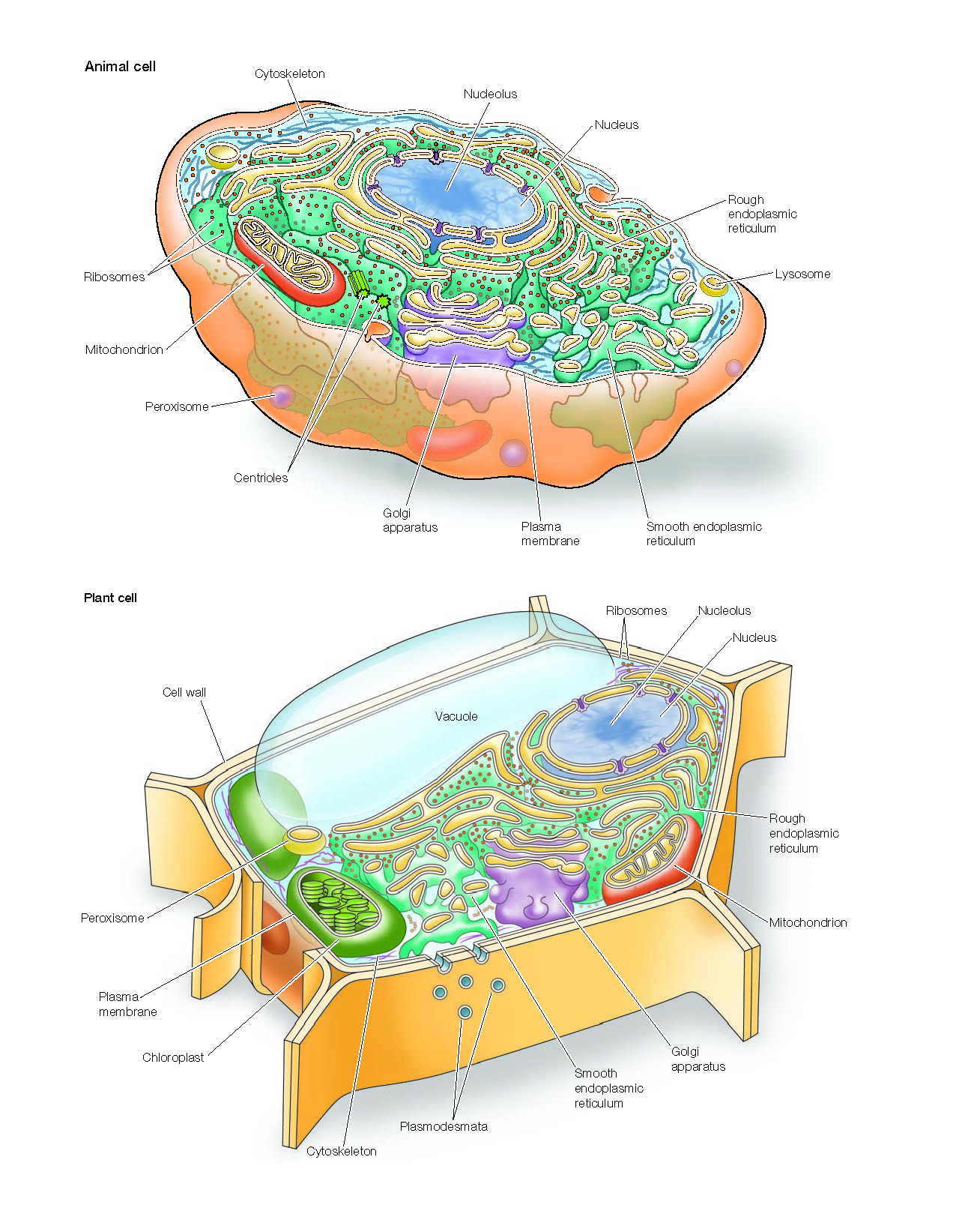 EUKARYOTIC CELLS - pediagenosis