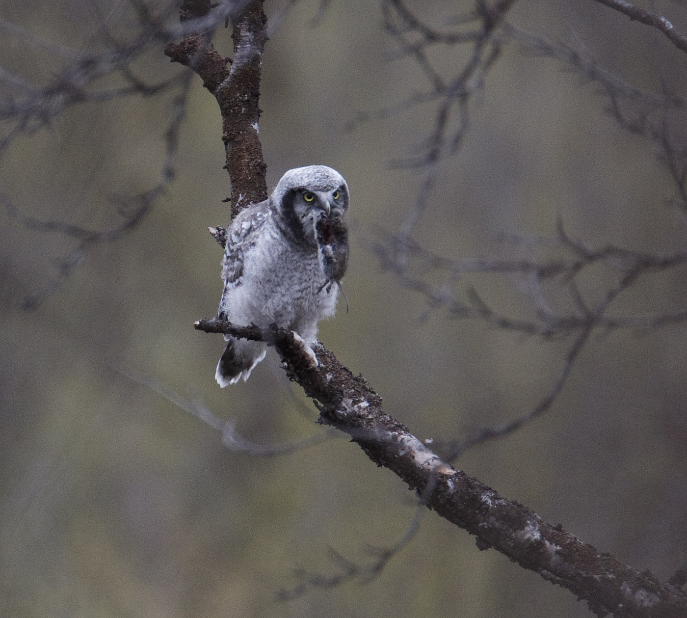 pewit: baby Hawk Owls