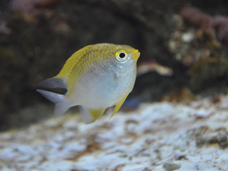 ZOOTOGRAFIANDO (6.096 ANIMALS): DAMISELA AMARILLO / TERNATE DAMSEL ...