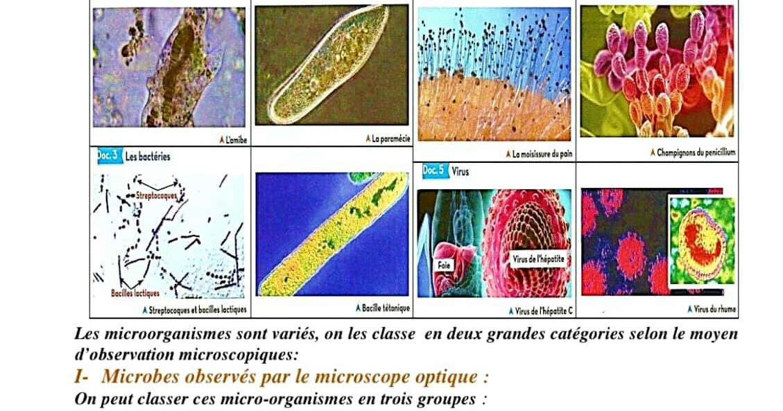 3 APIC /Le monde microbien et sa diversité