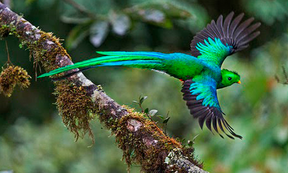 ANIMALS TIME : Quetzal (Gallery 4)