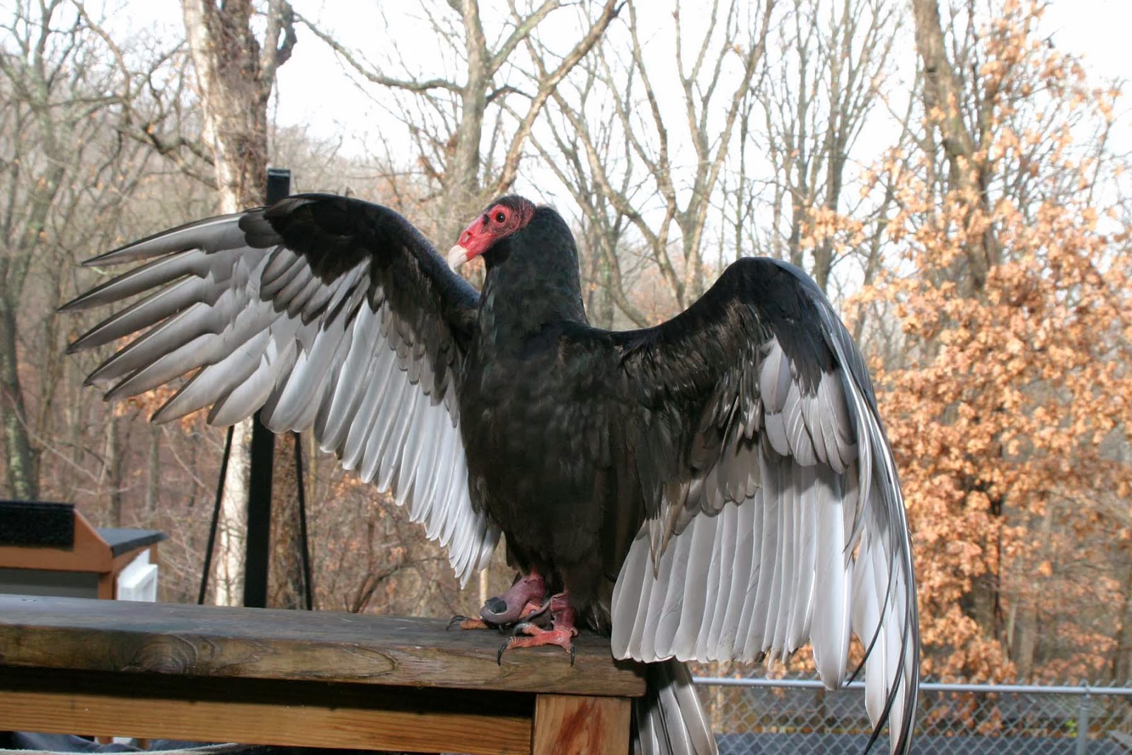 World Bird Sanctuary: Sunbathing -- Avian Style