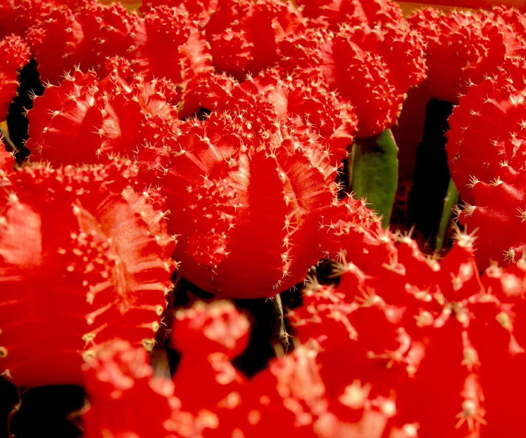 Viveros Vangarden: Rojo pasión