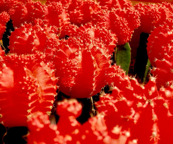 Viveros Vangarden: Rojo pasión