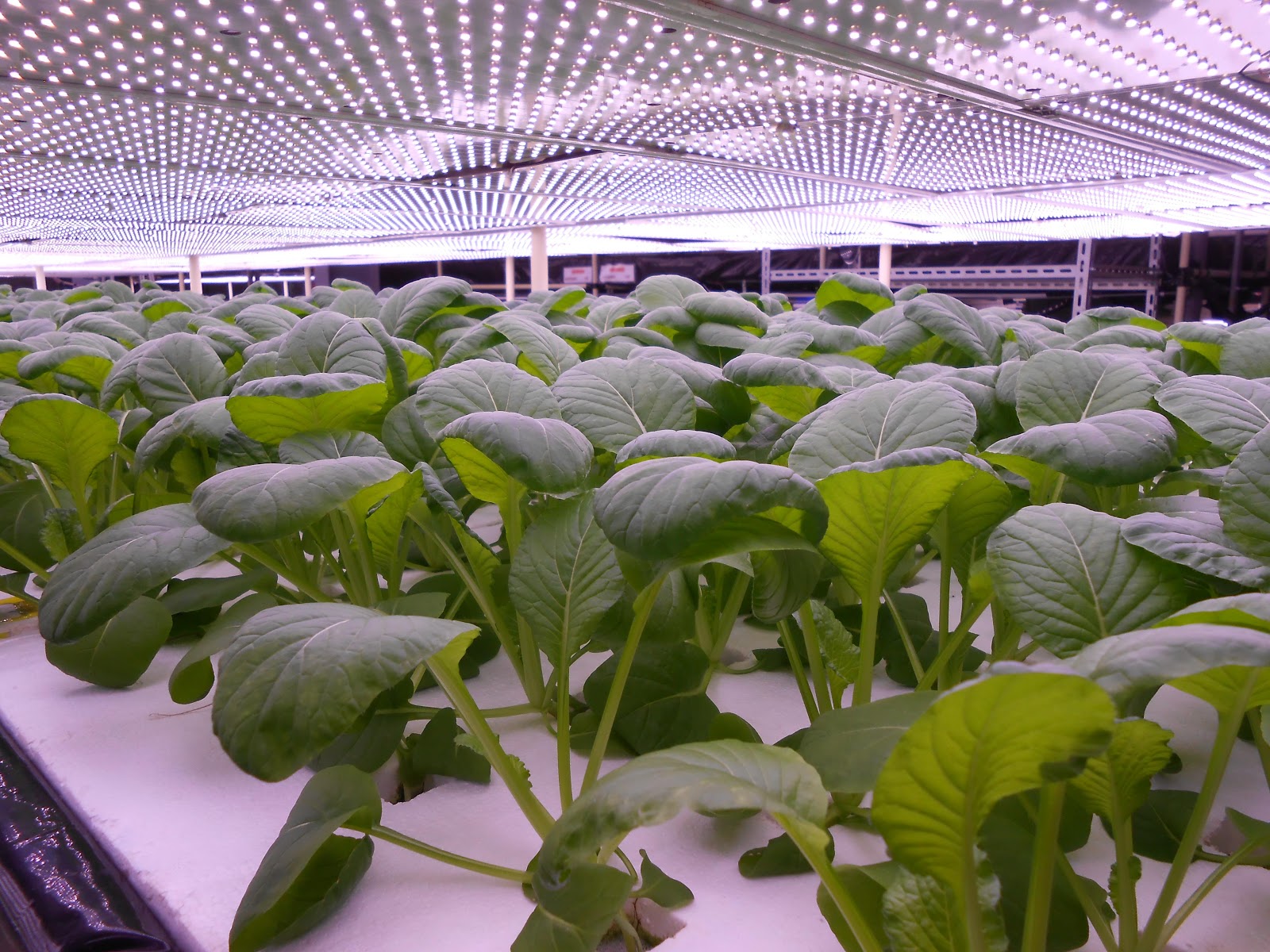 Plant factory, a modern life style