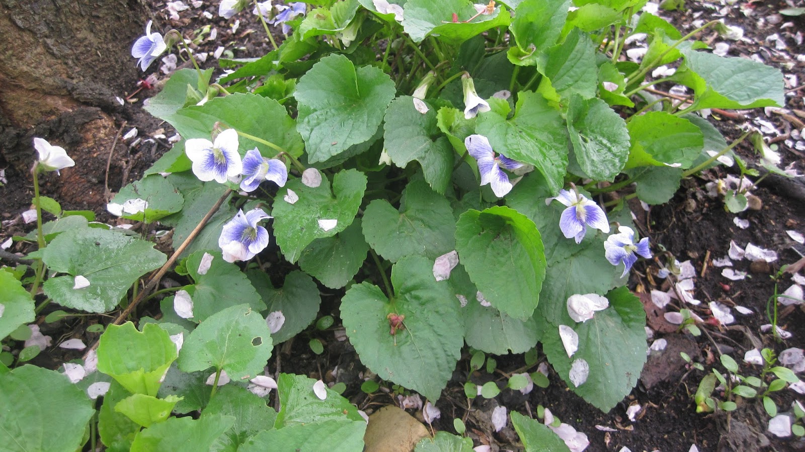 You're Going To Eat What?? Violets...Of Course!