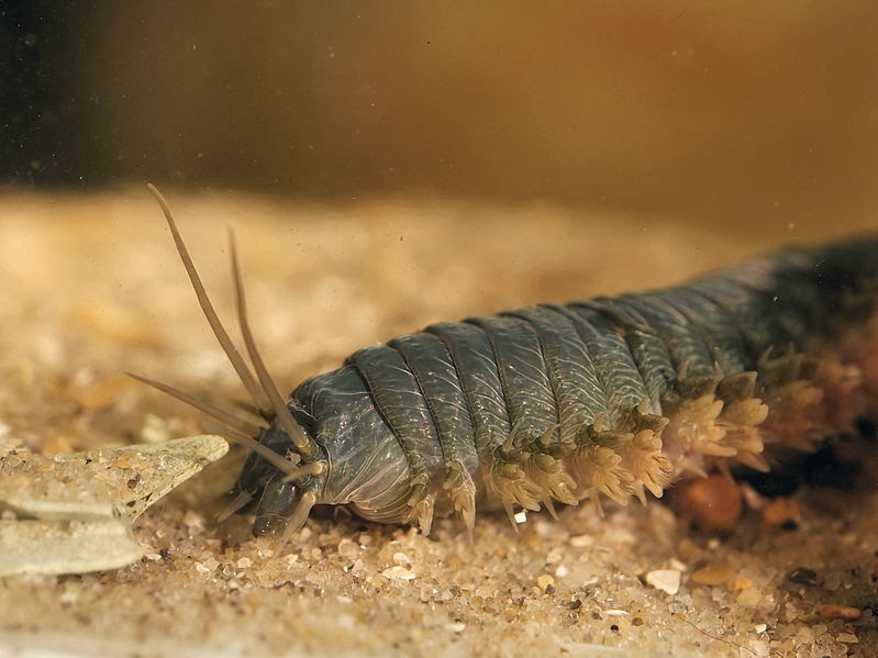 Species of UK: Week 36: Ragworms (‘Nereididae’)