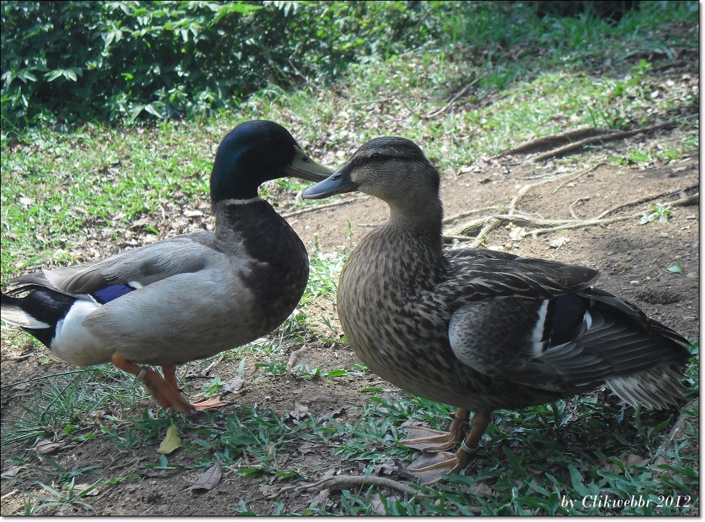 Mundo das Plantas : Pato Mallard Wild Duck