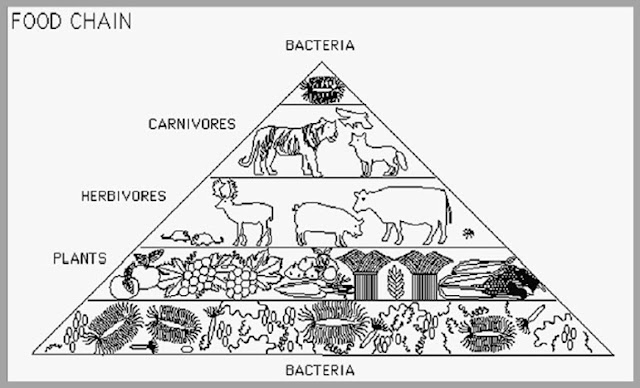 S T R A V A G A N Z A: FOOD CHAINS AND WEBS