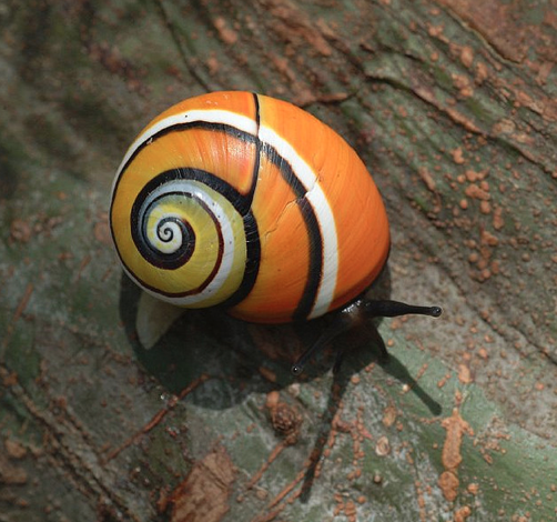 A Plethora Of Painted Snails | Featured Creature