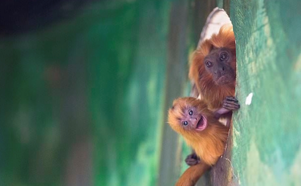 White Wolf : Rare, endangered primate is born in Jerusalem