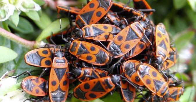 Differences in bugs and insects