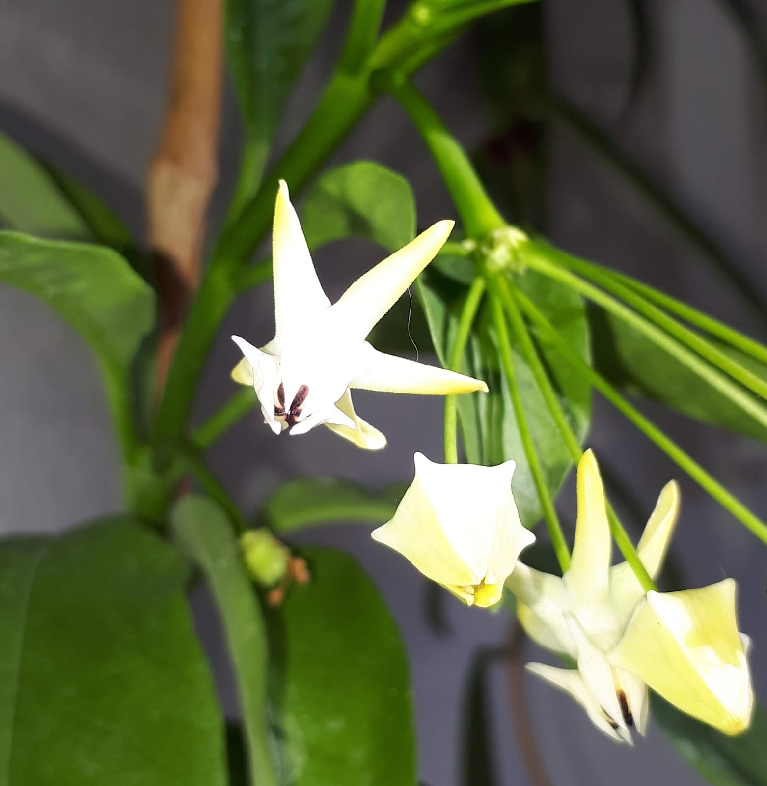 Gerrit's Hoya flowers: Hoya multiflora