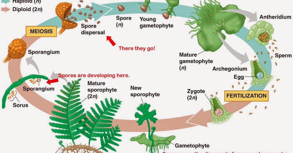 Portable 586: Diagram: Ferns and Spores