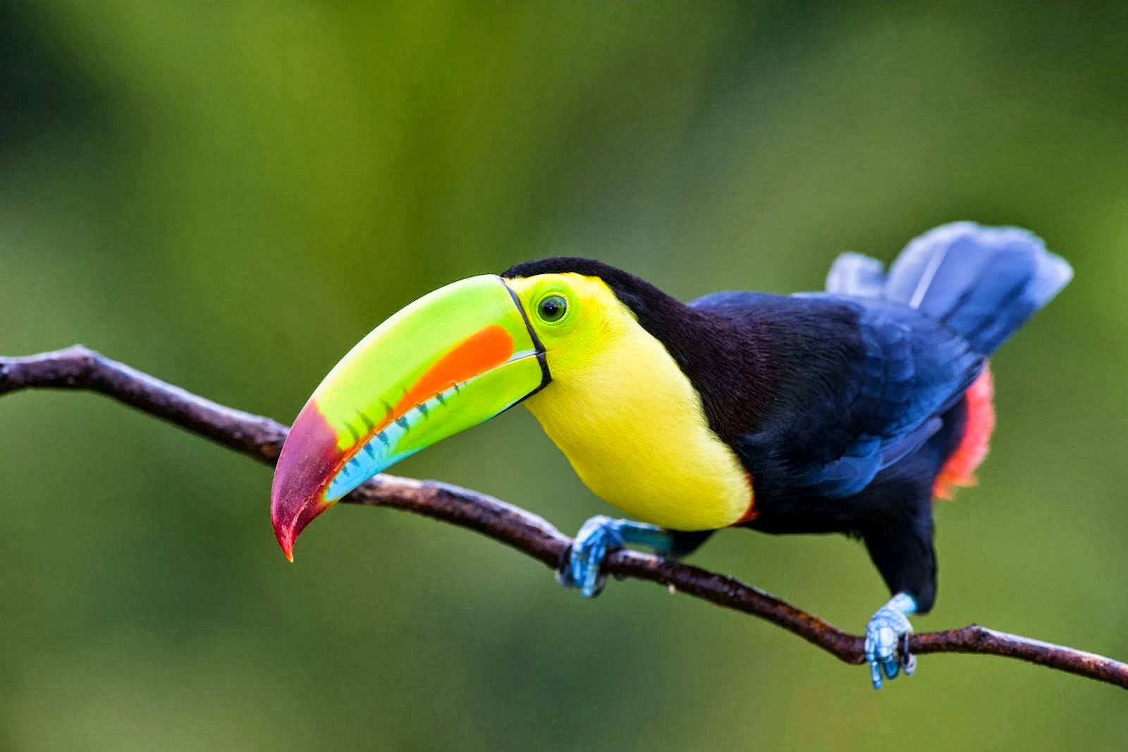 Reino Animalia: Tucán